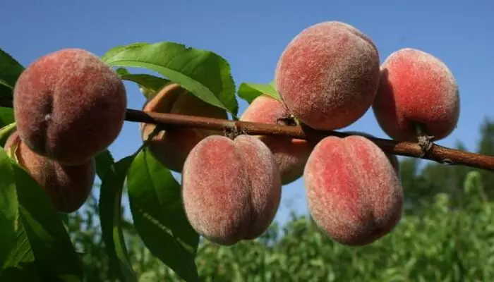 Peach varieties: early, medium, late, with photo, name and description, ripening dates