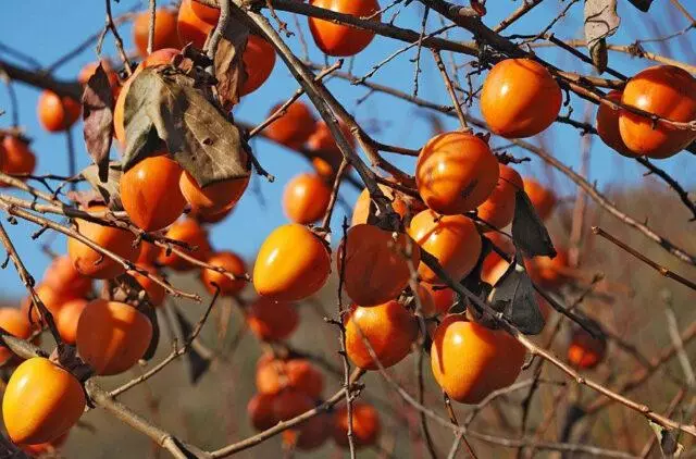 Persimmon Korolek (sûkelade): foto, beskriuwing fan it ferskaat, froastresistinsje, teelt, beoardielingen 2803_1