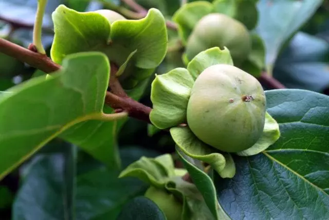 Persimmon Korolek (chokoleti): picha, maelezo ya anuwai, upinzani wa baridi, kilimo, hakiki 2803_2