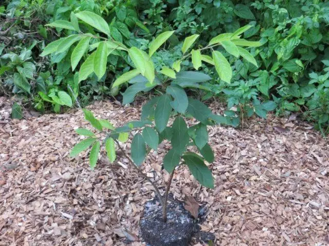 Caqui Korolek (chocolate): foto, descripción de la variedad, resistencia a las heladas, cultivo, críticas. 2803_5