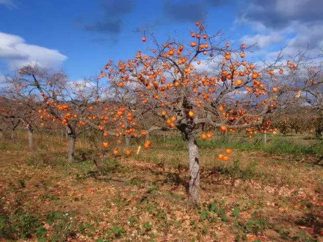 Хурма Корольок (шоколадна): фото, опис сорту, морозостійкість, вирощування, відгуки 2803_6