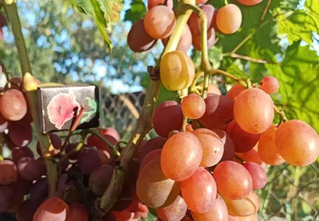 گرگين انگور: مختلف قسم جو بيان ، تصويرون ، جائزو ، وڊيو ، ماسڪو جي علائقي ۾ ، ليننگراڊ علائقي ۾ 2811_1