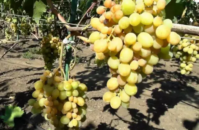 گرگين انگور: مختلف قسم جو بيان ، تصويرون ، جائزو ، وڊيو ، ماسڪو جي علائقي ۾ ، ليننگراڊ علائقي ۾ 2811_3