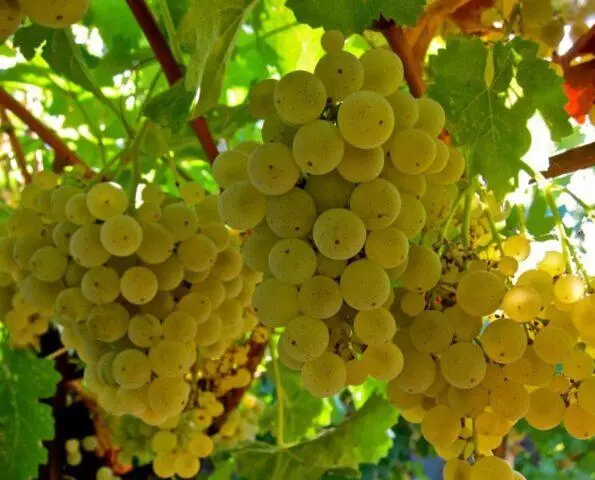 Riesling grapes: danasîna cûrbecûr, wêne, nirxandin, vîdyoyê, çêjê, li derûdoran 2812_1