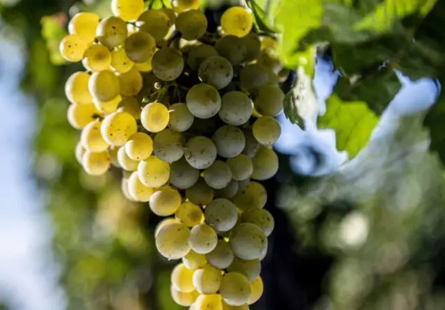 Riesling grapes: danasîna cûrbecûr, wêne, nirxandin, vîdyoyê, çêjê, li derûdoran 2812_2