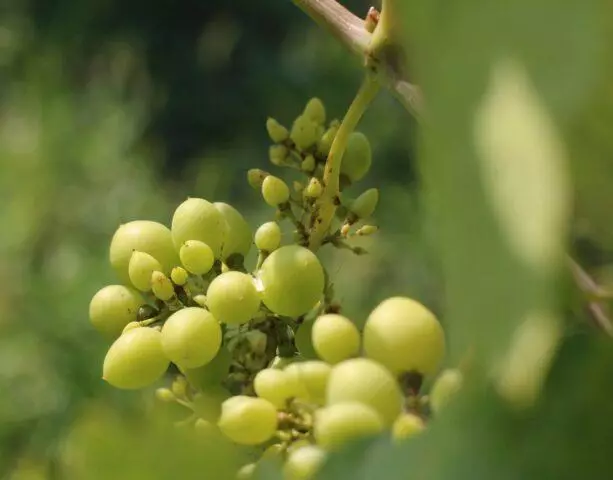 Riesling grapes: danasîna cûrbecûr, wêne, nirxandin, vîdyoyê, çêjê, li derûdoran 2812_5