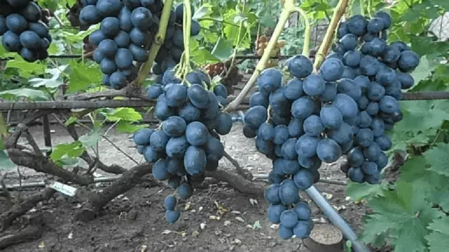 Grapes Swallow: macem-macem deskripsi, foto, ulasan, video, karakteristik, tanduran 2817_3