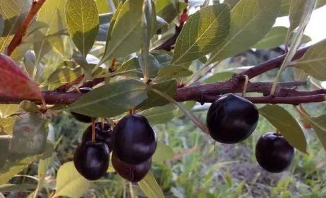 Cherries in Siberia: in spring, summer and autumn, how to plant and care for sprouts 2820_10