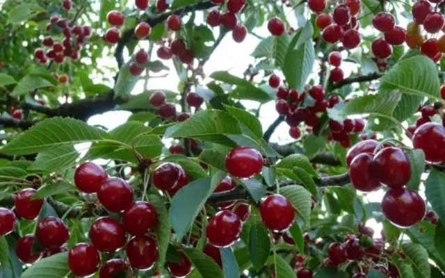 Kersen in Siberië: in de lente, zomer en herfst, hoe spruiten te planten en te verzorgen? 2820_4