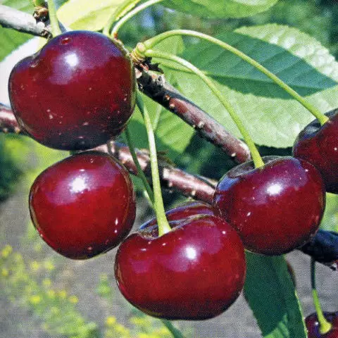 Cherries in Siberia: in spring, summer and autumn, how to plant and care for sprouts 2820_6