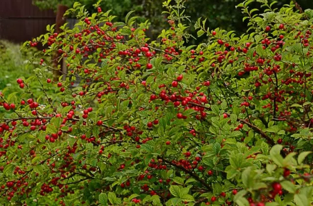 Ciliegie in Siberia: in primavera, estate e autunno, come piantare e curare i germogli 2820_7