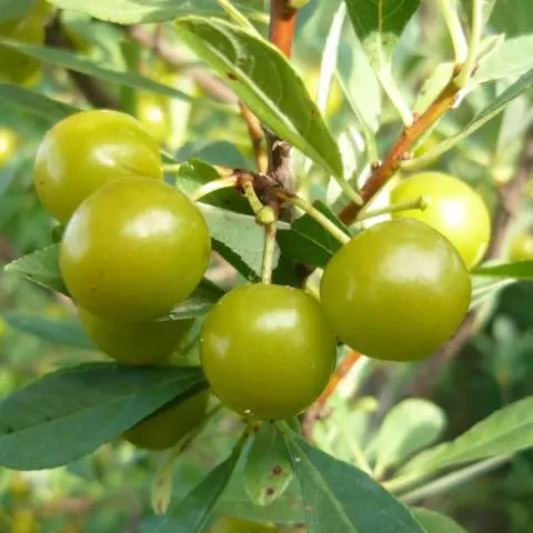 Cherries in Siberia: in spring, summer and autumn, how to plant and care for sprouts 2820_9