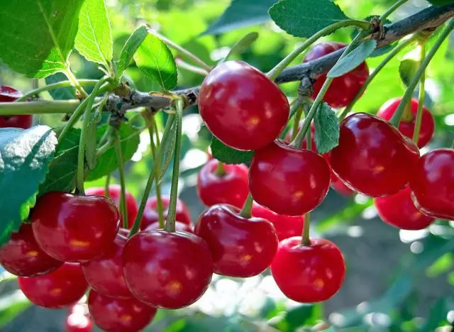 Bii o ṣe le gbin awọn cherries ni Urals: ni orisun omi, igba ooru ati Igba Irẹdanu Ewe, yiyan oriṣiriṣi, itọju awọn irugbin 2827_1