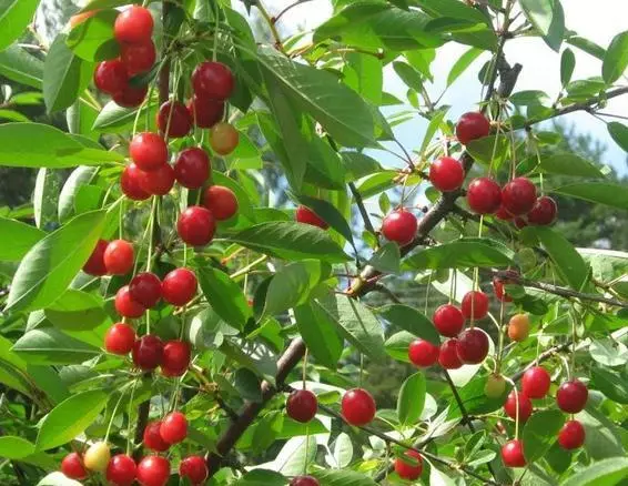 Giunsa ang pagtanom og mga cherry sa Ural: sa tingpamulak, ting-init ug tingdagdag, lainlaing pagpili, pag-atiman sa mga seedling 2827_2