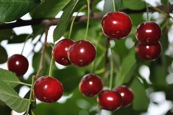 Giunsa ang pagtanom og mga cherry sa Ural: sa tingpamulak, ting-init ug tingdagdag, lainlaing pagpili, pag-atiman sa mga seedling 2827_3