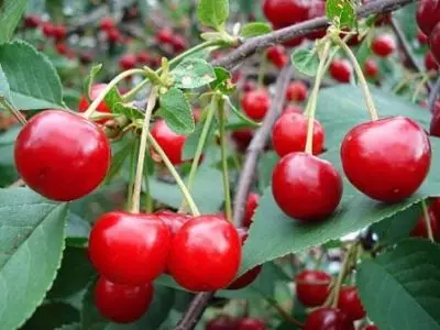 Jinsi ya kupanda cherries kwenye Urals: katika msimu wa joto, msimu wa joto na vuli, uteuzi wa anuwai, utunzaji wa miche 2827_4