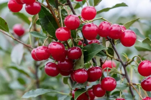 Giunsa ang pagtanom og mga cherry sa Ural: sa tingpamulak, ting-init ug tingdagdag, lainlaing pagpili, pag-atiman sa mga seedling 2827_5