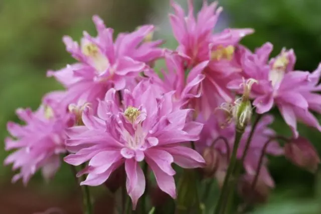 Terry aquilegia: φωτογραφία λουλουδιών, περιγραφή ποικιλιών, καλλιέργεια 2841_1