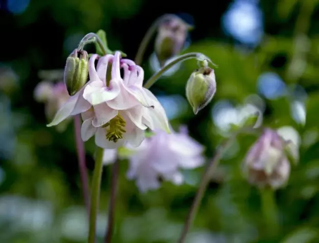 I-Terry aquilegia: ifoto yeentyatyambo, inkcazo yeentlobo ezahlukeneyo, ukulima 2841_10