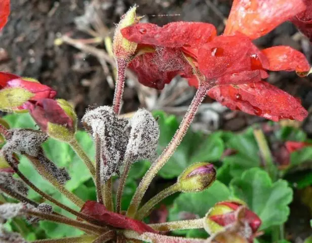 I-Terry aquilegia: ifoto yeentyatyambo, inkcazo yeentlobo ezahlukeneyo, ukulima 2841_12