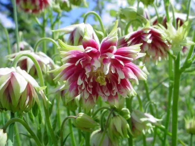 Terry aquilegia: foto van blomme, beskrywing van variëteite, verbouing 2841_2