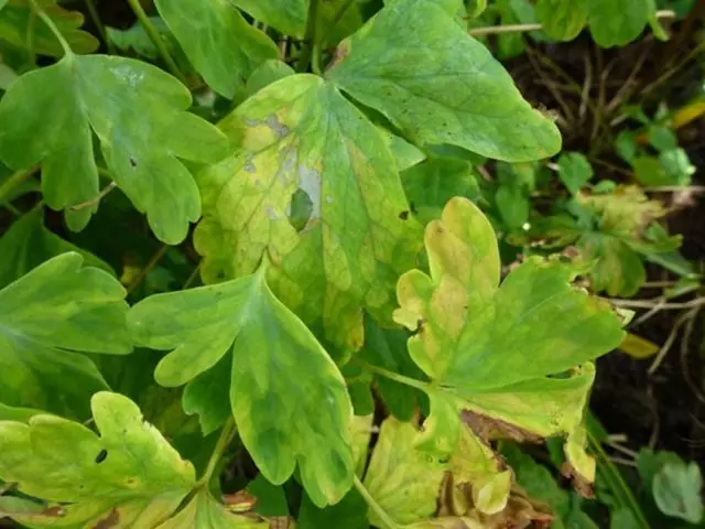 Terry aquilegia: ifoto yindabyo, ibisobanuro byubwoko, guhinga 2841_23