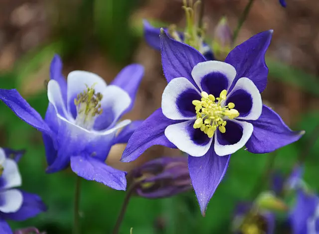 Terry aquilegia: fotografie květin, popis odrůd, pěstování 2841_5