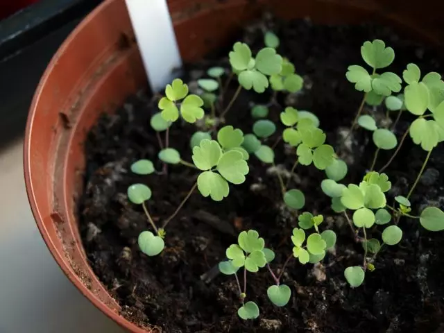 Terry aquilegia: fotografie květin, popis odrůd, pěstování 2841_8