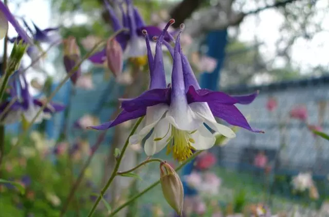 Terry aquilegia: ifoto yindabyo, ibisobanuro byubwoko, guhinga 2841_9