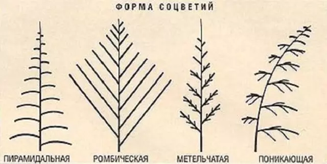 Vim li cas astilba tsis tawg: yog vim li cas yuav ua li cas 2857_4