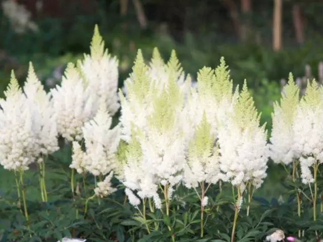 Astilba Weiss Gloria (Visse Gloria, Weisse Gloria): az Ardens hibrid jellemzői, ültetés és gondozás 2860_1