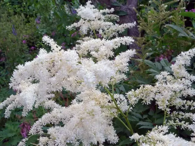 Astilba Weiss Gloria (Visse Gloria, Weisse Gloria): az Ardens hibrid jellemzői, ültetés és gondozás 2860_7