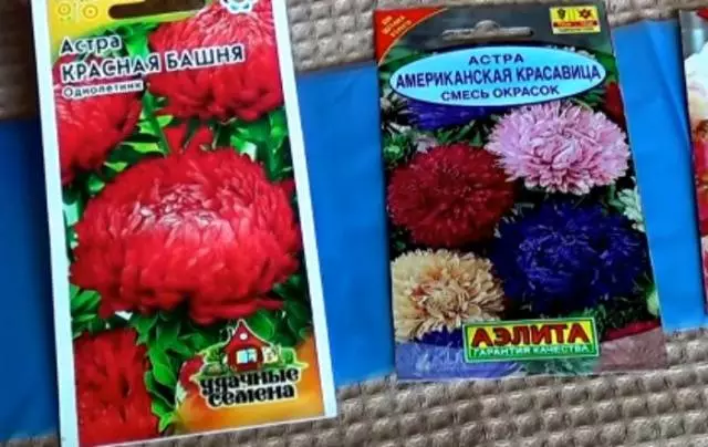 Nalika melak asters pikeun bibit 2872_3