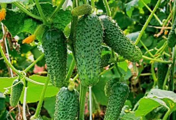 The best high-yielding self-pollinated cucumber varieties for open field 2886_1