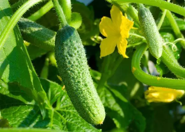 The best high-yielding self-pollinated cucumber varieties for open field 2886_2