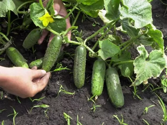 The best high-yielding self-pollinated cucumber varieties for open field 2886_3