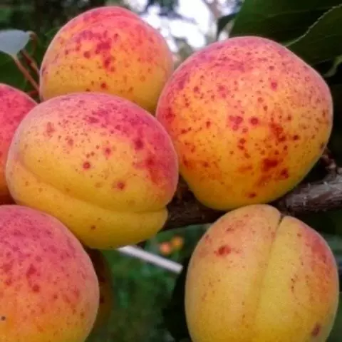 Apricot Compote: apejuwe ti awọn oriṣiriṣi, awọn fọto, awọn atunwo, resistance otutu, pollinators. 2903_1