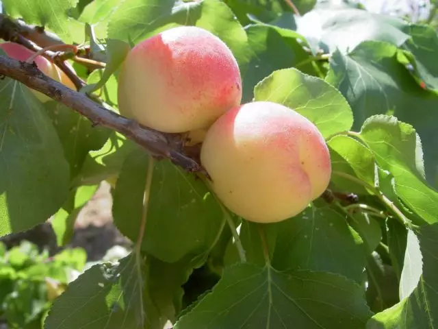 Apricot Shalakh (Jerevan): rasbeschrijving, foto's, recensies, planten en verzorgen 2904_5