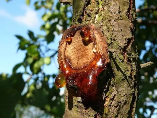 Apricot Shalakh (Jerevan): rasbeschrijving, foto's, recensies, planten en verzorgen 2904_6