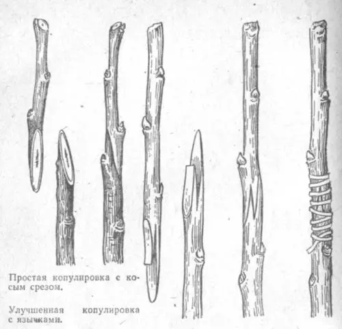 Hogyan lehet a sárgabarackot dugványokkal szaporítani: otthon, videó, Burrito módszer 2912_4