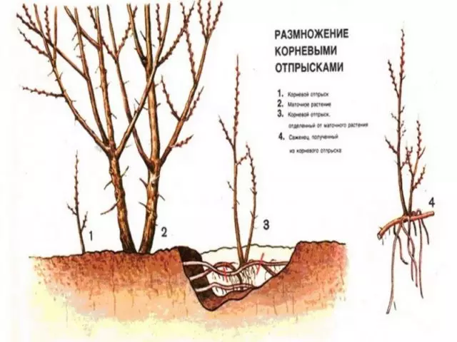 Hogyan lehet a sárgabarackot dugványokkal szaporítani: otthon, videó, Burrito módszer 2912_5