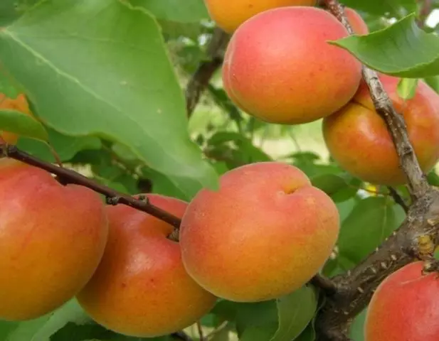 Apricot New Jersey: ការពិពណ៌នាពូជរូបថតការពិនិត្យ 2913_1