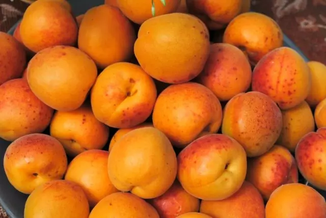 Apricot New Jersey: barietate deskribapena, argazkiak, iritziak 2913_2