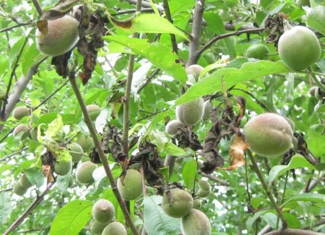 Apricot نيو جرسي: قسم بيان ، فوٽو ، تبصرا 2913_3