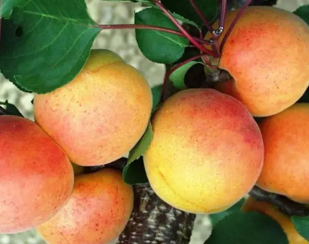 Apricot نيو جرسي: قسم بيان ، فوٽو ، تبصرا 2913_4