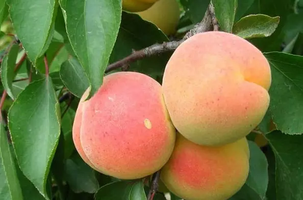 Apricot نيو جرسي: قسم بيان ، فوٽو ، تبصرا 2913_5