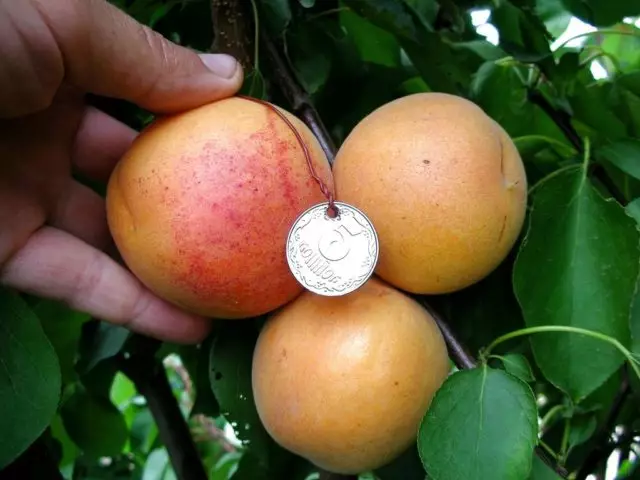 Apricot New Jersey: barietate deskribapena, argazkiak, iritziak 2913_7