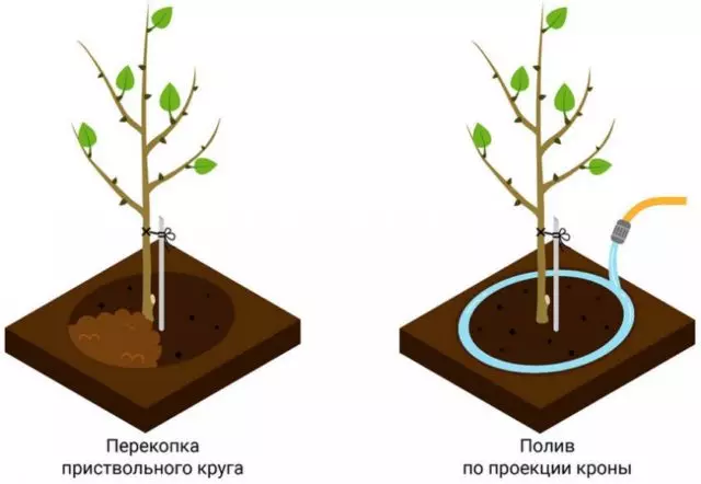 Kaip laistyti abrikosus pavasarį ir vasarą: žydėjimo metu, pasodinus 2918_3