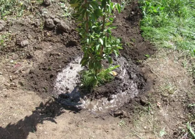 Kaip laistyti abrikosus pavasarį ir vasarą: žydėjimo metu, pasodinus 2918_4