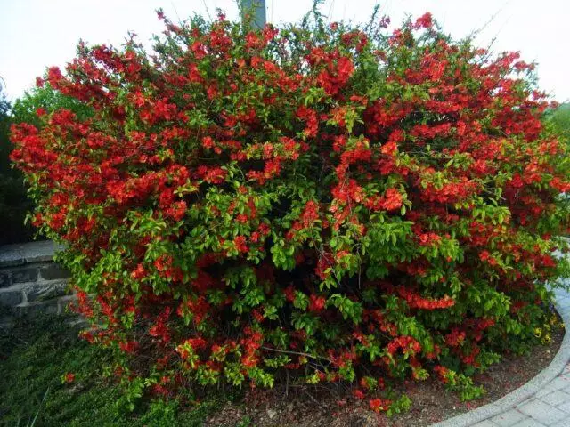 Quince (henomeles) Seapáinis: plandáil agus cúram sna bruachbhailte, na cineálacha féin-thorthúla is fearr, cathain is ceart léirmheasanna a bhailiú, a ribeadh, a athbhreithniú. 2922_1